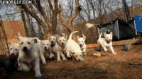 Horde GIFs - Get the best gif on GIFER