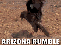 Rumble GIFs - Get the best gif on GIFER