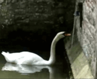 Swan GIFs - Get the best gif on GIFER