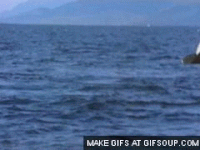 Orca GIFs - Get the best gif on GIFER