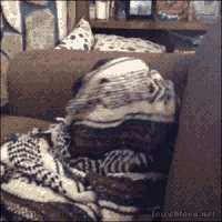 Blanket GIFs - Get the best gif on GIFER