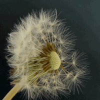 Dandelion GIFs - Get the best gif on GIFER