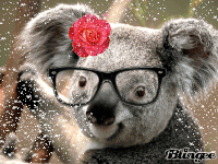 Coala GIFs - Get the best gif on GIFER