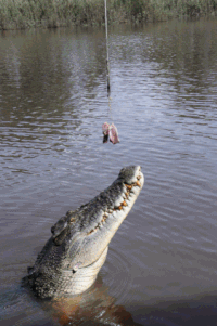 Crocodiles GIFs - Get the best gif on GIFER