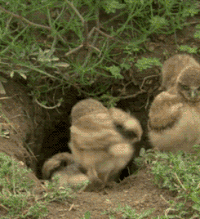 Burrowing GIFs - Get the best gif on GIFER