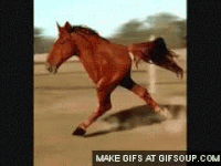 Pferd GIFs - Get the best gif on GIFER