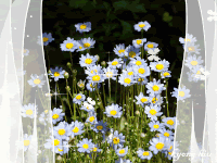 Flowers GIFs - Get the best gif on GIFER