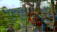 Macaws GIFs - Get the best gif on GIFER