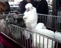 Пудель GIFs - Get the best gif on GIFER