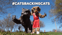 Wildcats GIFs - Get the best gif on GIFER