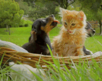 Giffer GIFs - Get the best gif on GIFER