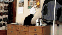 Basic facts GIF - Conseguir o melhor gif em GIFER