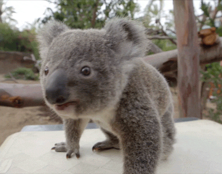 Funny koala GIF - Conseguir o melhor gif em GIFER
