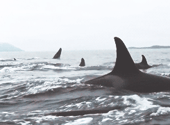 Orcas GIFs - Get the best gif on GIFER