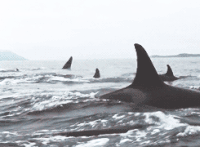 Orca GIFs - Get the best gif on GIFER
