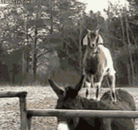 Donkey GIFs - Get the best gif on GIFER
