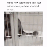 Vet GIFs - Get the best gif on GIFER
