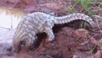 Pangolins GIFs - Get the best gif on GIFER