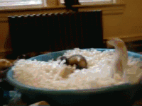 Huron GIFs - Get the best gif on GIFER