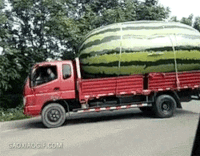 Watermelon GIFs - Get the best gif on GIFER