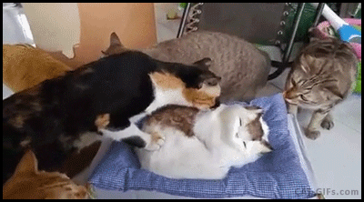 Suddenly GIFs - Get the best gif on GIFER