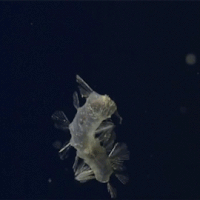 Sealife GIFs - Get the best gif on GIFER