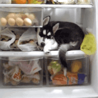 Fridge GIFs - Get the best gif on GIFER