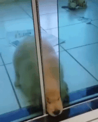 Retrievers GIFs - Get the best gif on GIFER