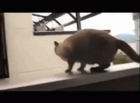 George Costanza Fire Gif