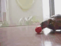 Defects GIFs - Get the best gif on GIFER