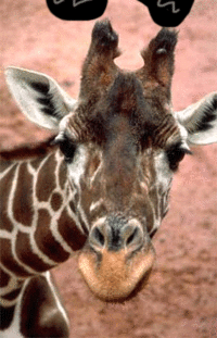 Giraffe GIFs - Get the best gif on GIFER