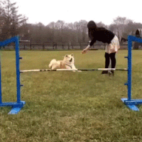 Hurdles GIFs - Get the best gif on GIFER
