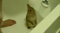 Is this an acceptable GIF - Conseguir o melhor gif em GIFER