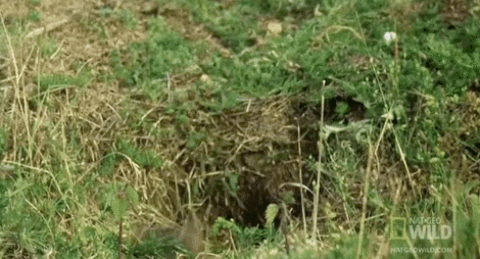 Haymaker GIFs - Get the best gif on GIFER