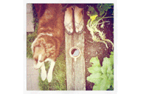 Proyecto GIFs - Get the best gif on GIFER