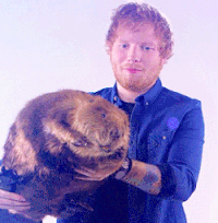 Beaver GIFs - Get the best gif on GIFER