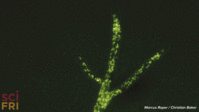 Fungi GIFs - Get the best gif on GIFER