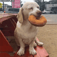 Bagels GIFs - Get the best gif on GIFER