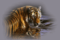 Tiger GIFs - Get the best gif on GIFER