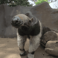 Anteater GIFs - Get the best gif on GIFER