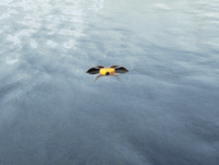 Nectar GIFs - Get the best gif on GIFER