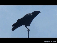 Crows GIFs - Get the best gif on GIFER