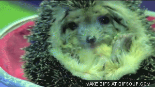 Fuzzy GIF - Conseguir el mejor gif en GIFER