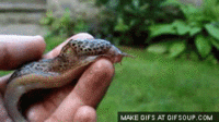 Slug GIFs - Get the best gif on GIFER