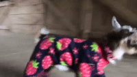 Pyjamas GIFs - Get the best gif on GIFER