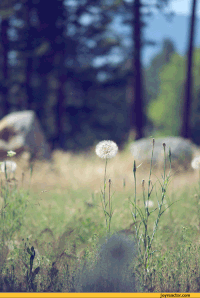 Dandelion GIFs - Get the best gif on GIFER