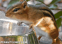 Chipmunks GIFs - Get the best gif on GIFER