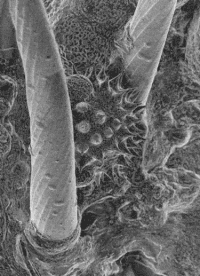 Microscopic GIFs - Get the best gif on GIFER