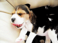 Beagle GIFs - Get the best gif on GIFER
