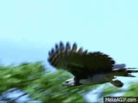 Spread eagle GIFs - Get the best gif on GIFER
